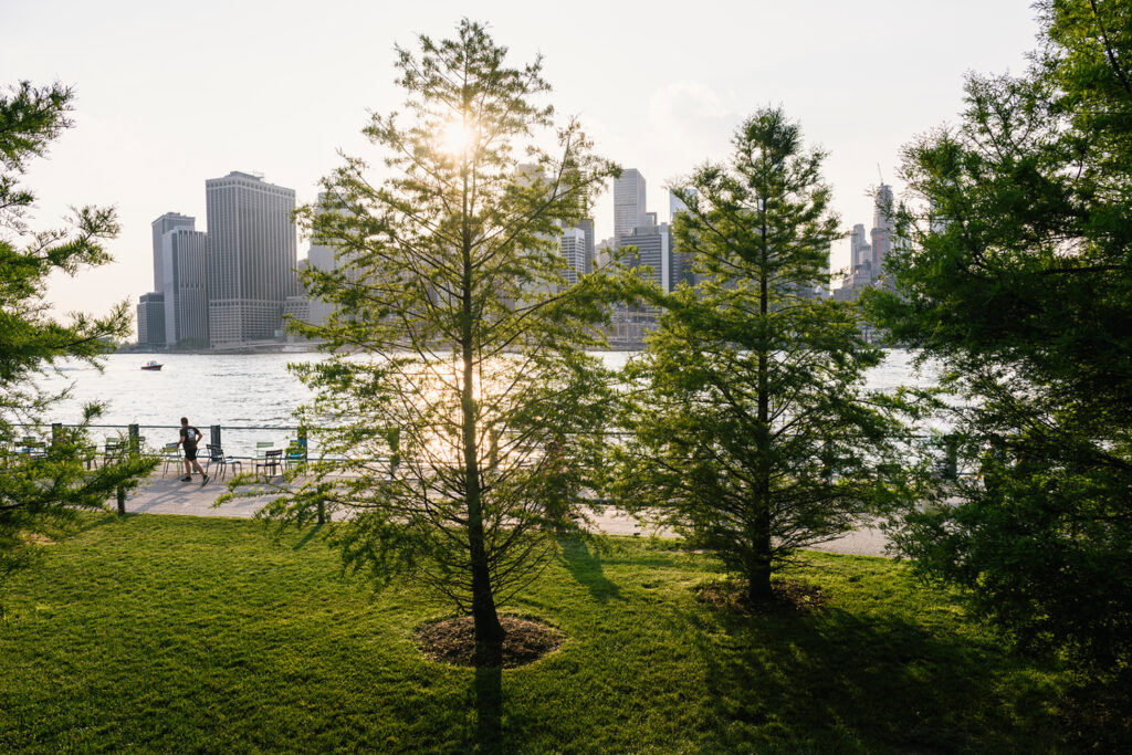 Ecosystem benefits of urban trees: #1 – Air purification – Carbon Heroes